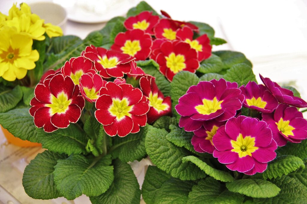 Wczesnowiosenny balkon: prymulki i hiacynty - FLORAVITA.PL